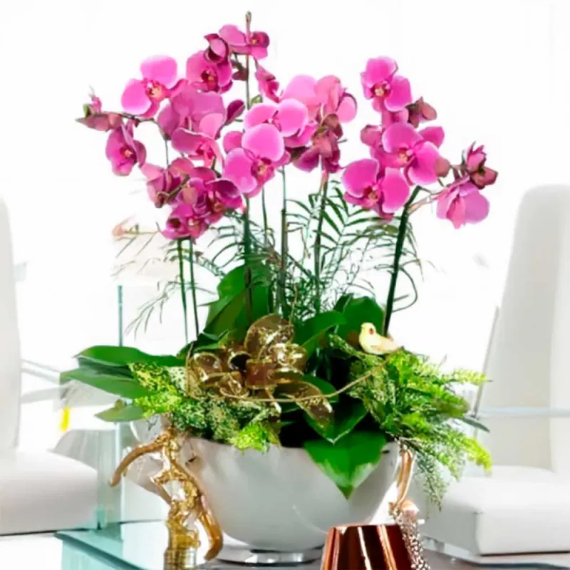 Centro de 3 Orquídeas phalaenopsis fucsia de dos varas de flor extra.