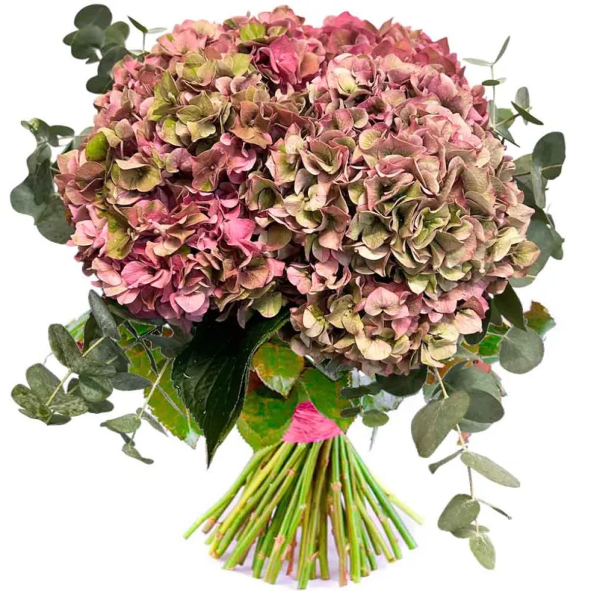 Ramo de Hortensias Rosa Vintage (Old Rose) - Envío Gratis
